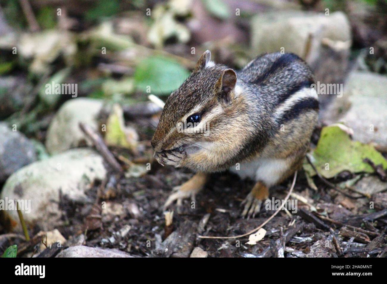 Oft focus of a chipmunk foraging for food in the woods Stock Photo - Alamy