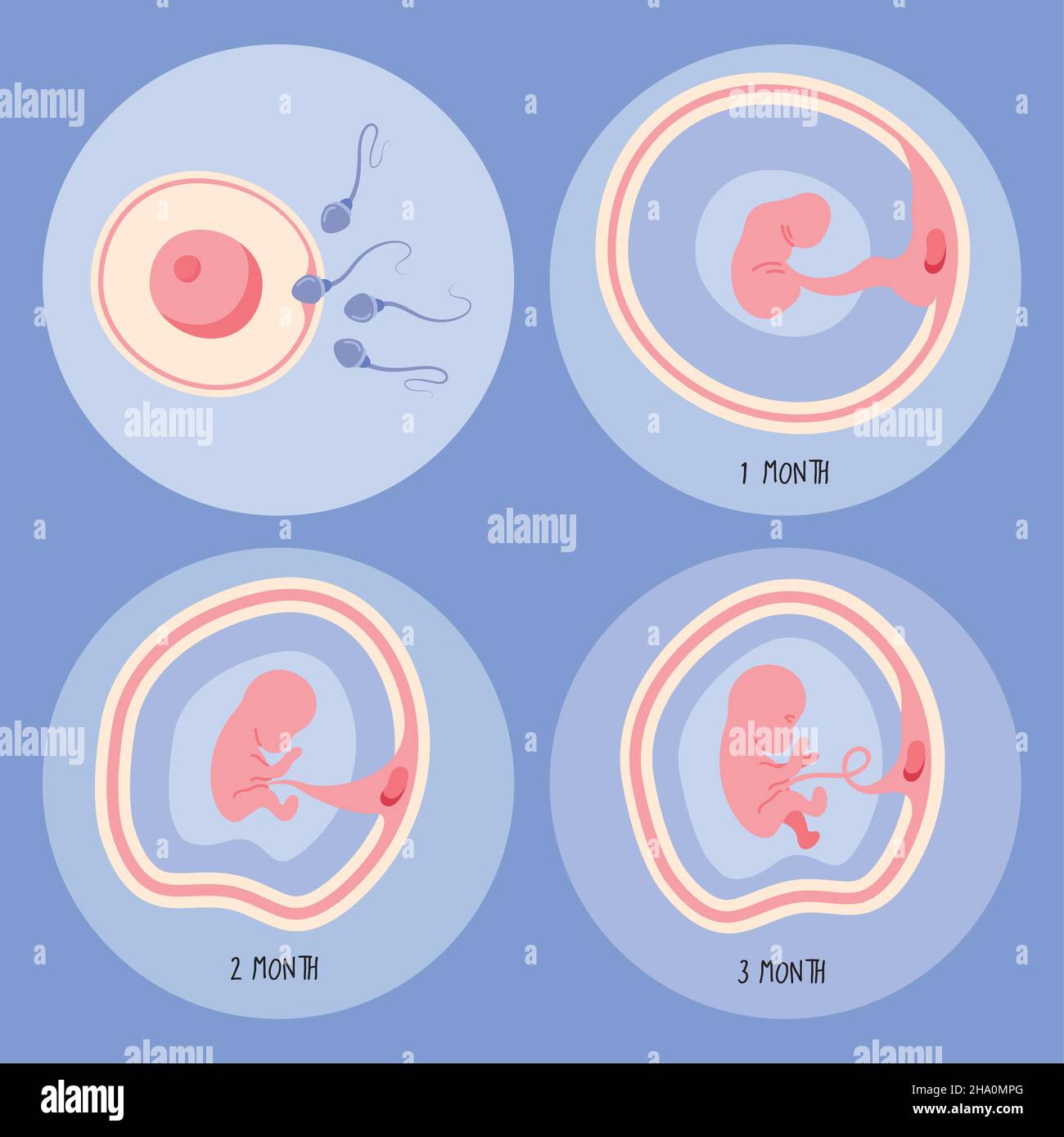 four embryo development set phases Stock Vector Image & Art - Alamy