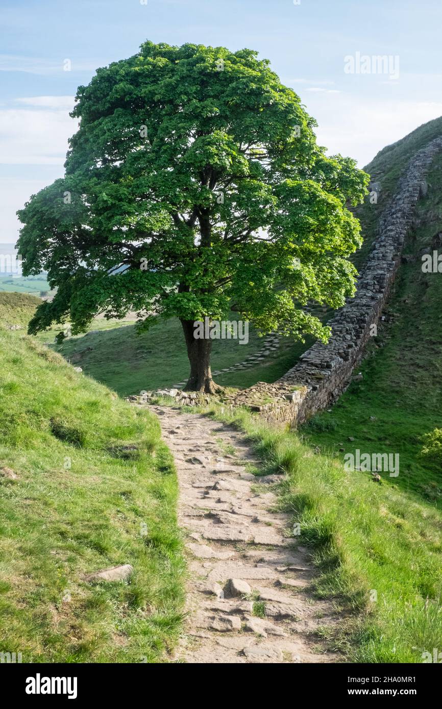 The Sycamore Gap Tree or Robin Hood Tree is a sycamore tree standing ...