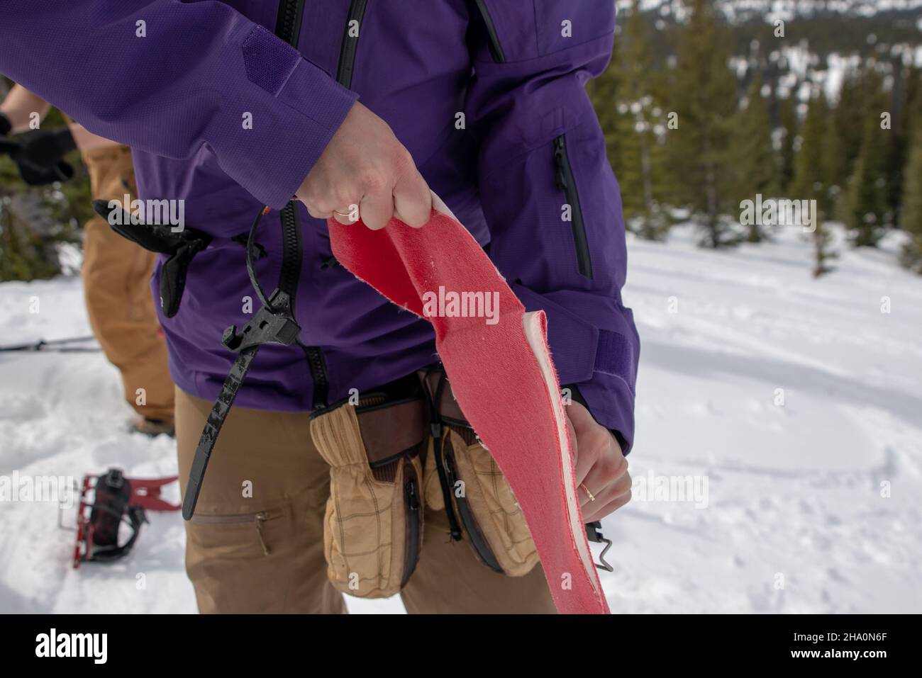 Snowboarder pulling apart skins in Colorado Backcountry Stock Photo - Alamy