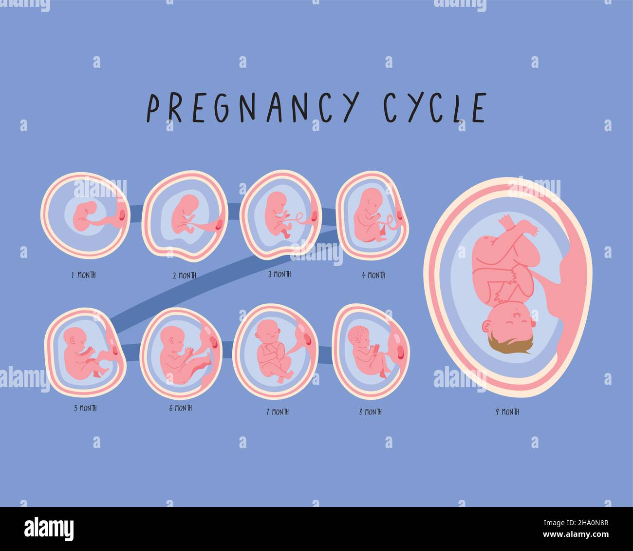 embryo development set months phases Stock Vector Image & Art - Alamy