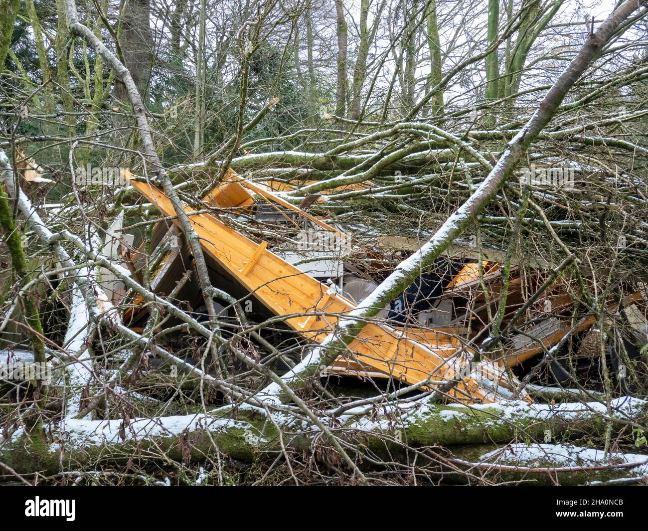Trees blown over by Storm Arwen onto a large shed in Ambleside, Lake ...