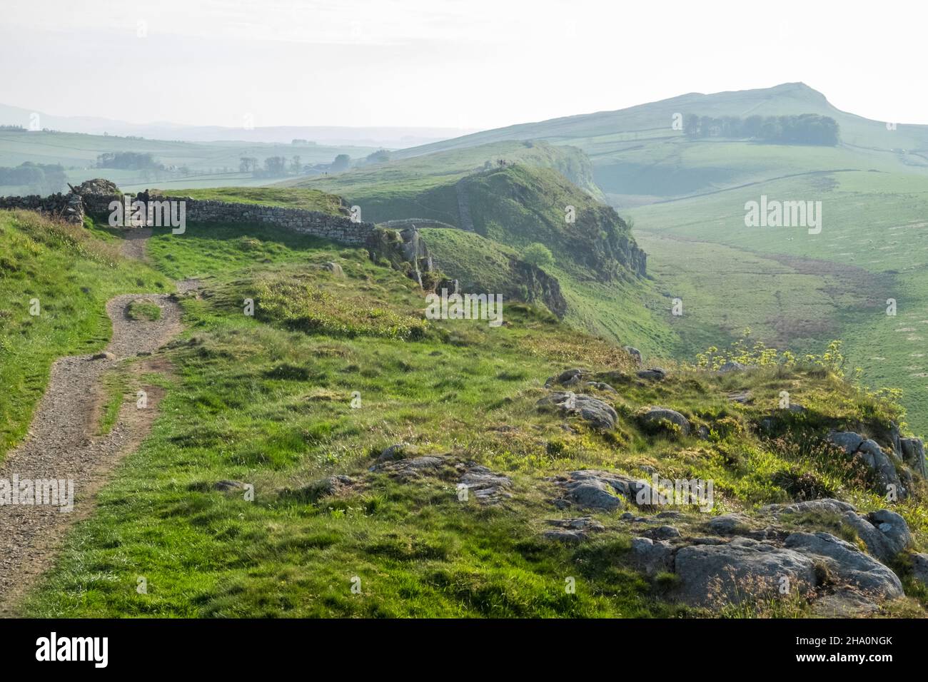 The Sycamore Gap Tree or Robin Hood Tree is a sycamore tree standing ...