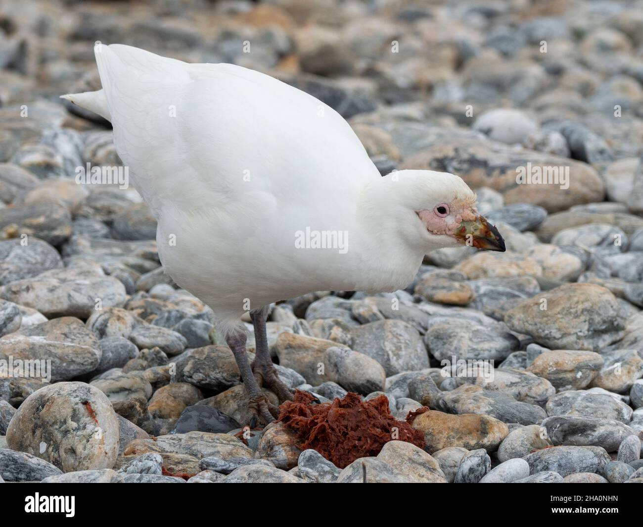 Snowy sheathbill, Chionis albus, eating krill poop on Coronation Island ...