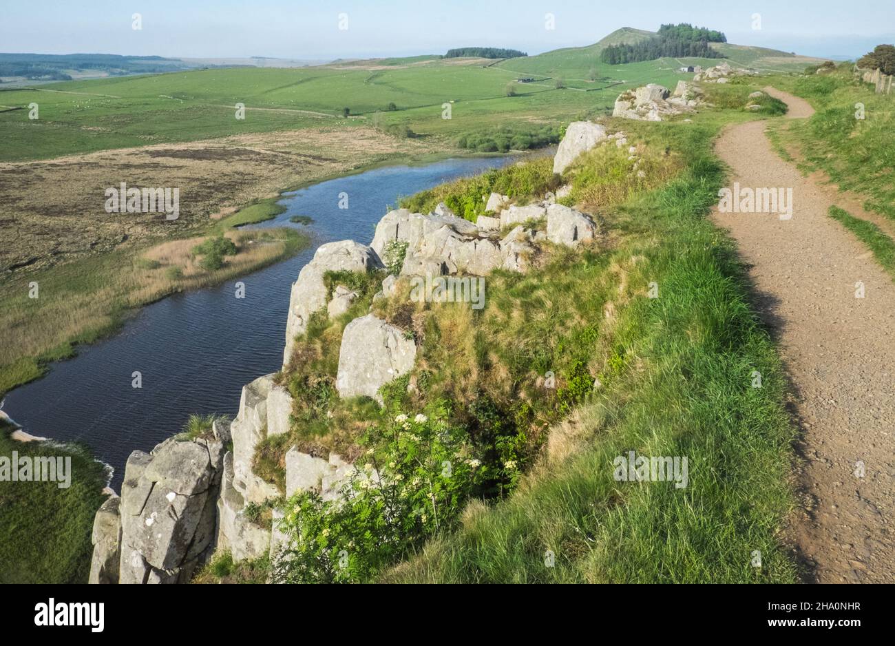 The Sycamore Gap Tree or Robin Hood Tree is a sycamore tree standing ...