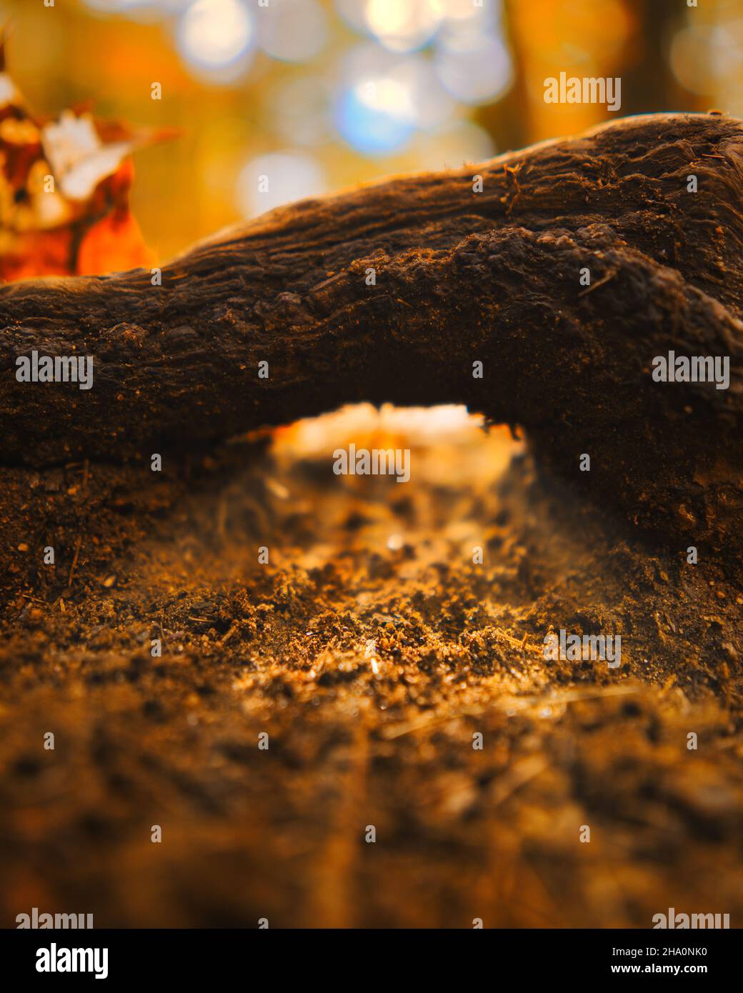 Vertical shot of tree roots Stock Photo - Alamy