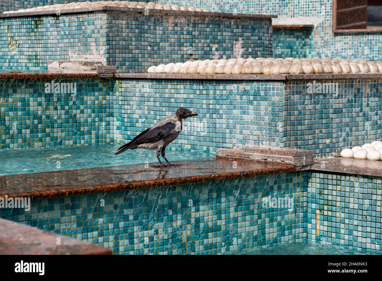 Crow in the city park in Istanbul Stock Photo - Alamy