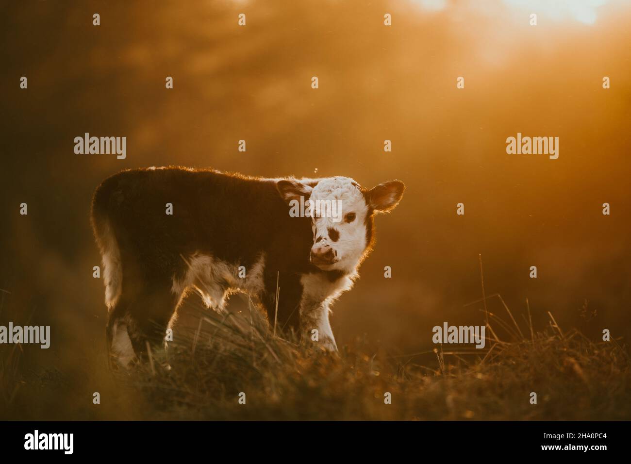 baby cow at sunset on farm in Ohio Stock Photo - Alamy