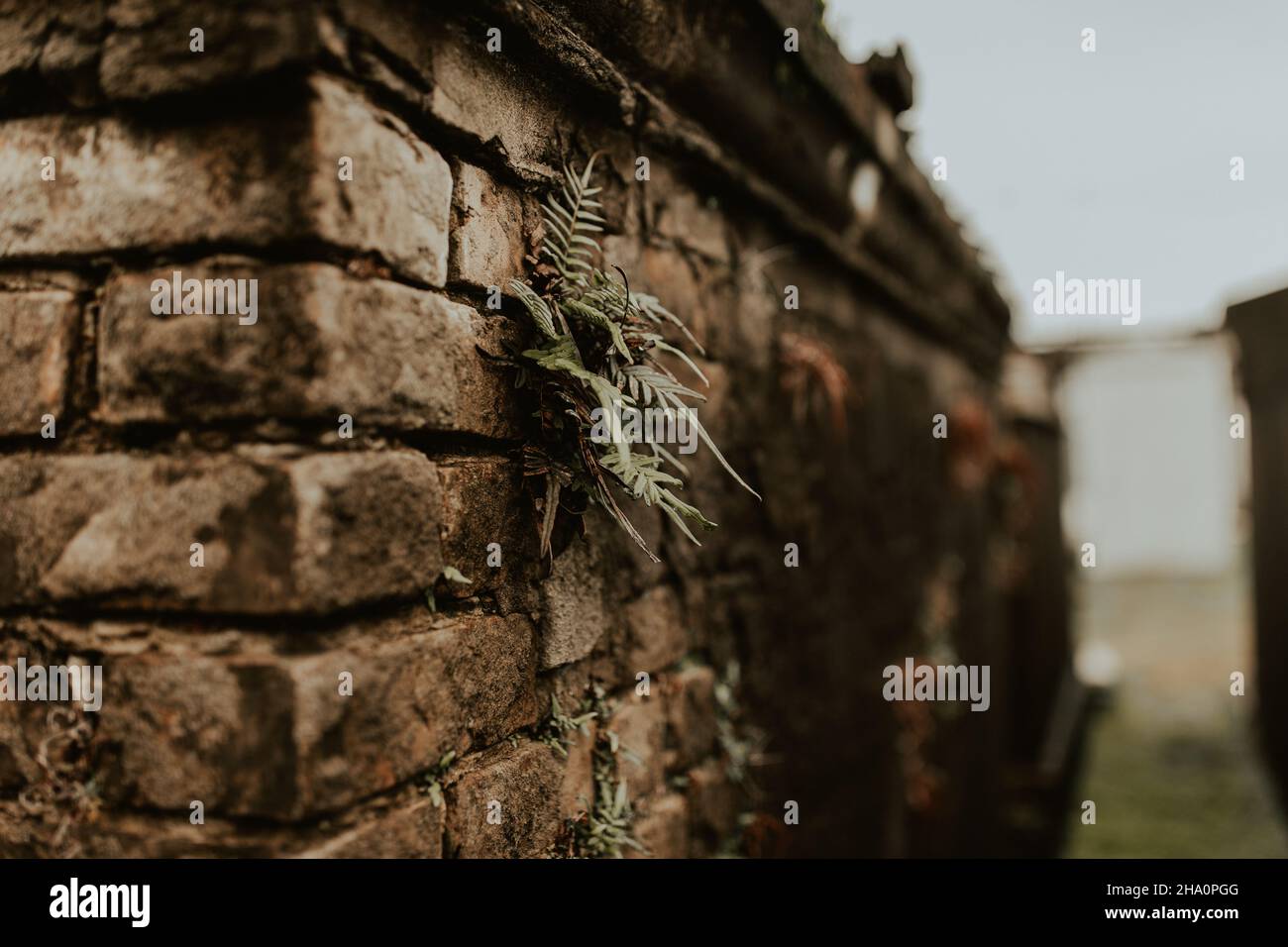 New plant life growing from death on the side of a tomb in New Orleans ...