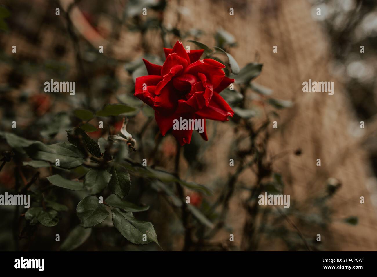 A single red rose blooming in a bush in an abandoned building Stock ...