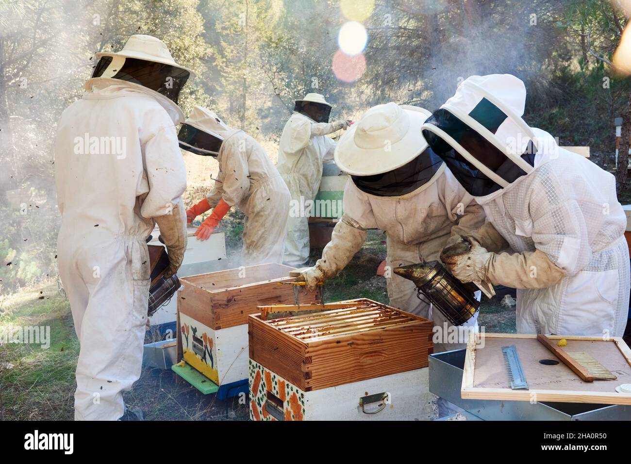Apiarist working in beehive with your bees to achieve sweet honey Stock ...