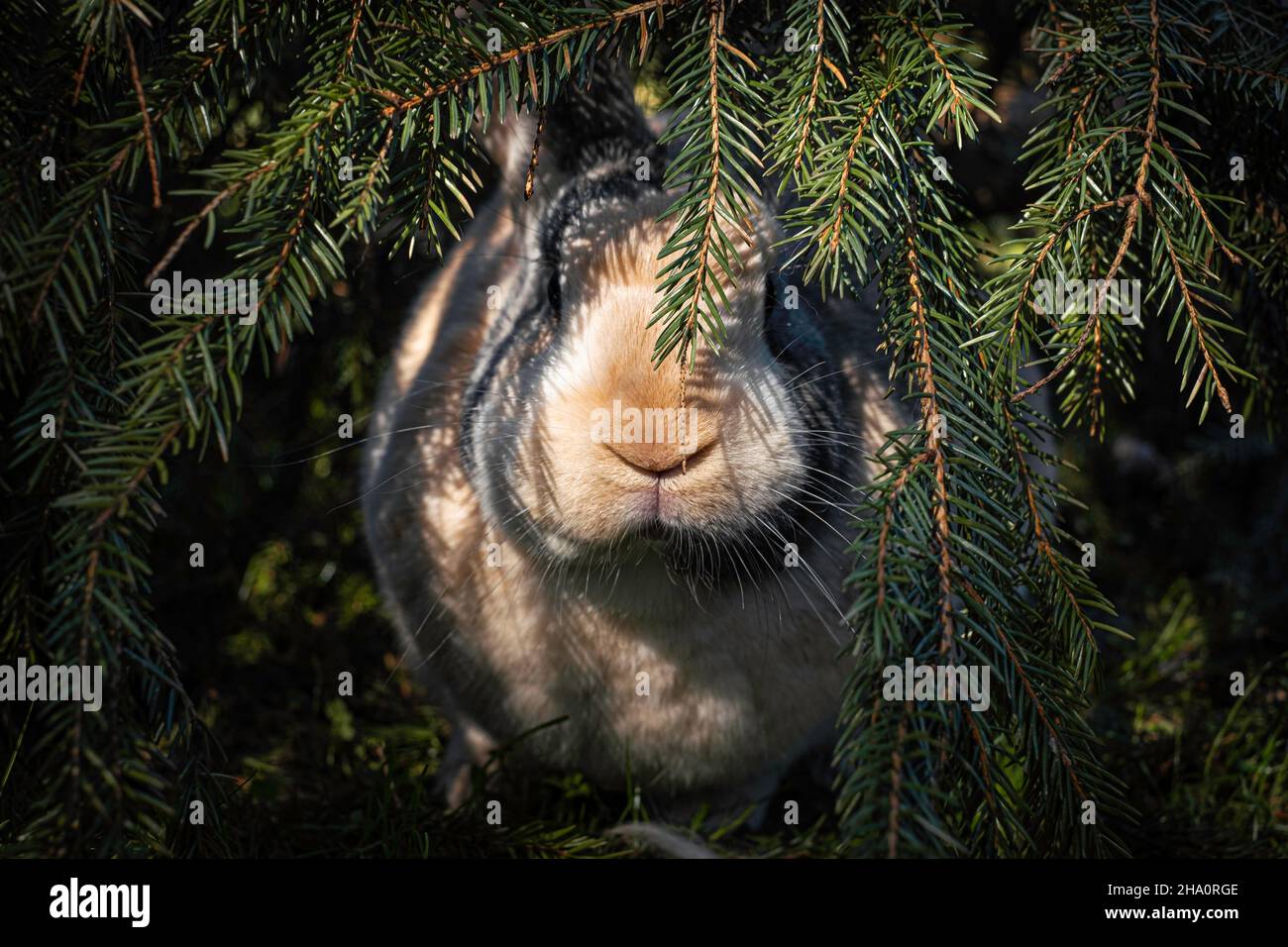 Bunny sunbathing hi-res stock photography and images - Alamy