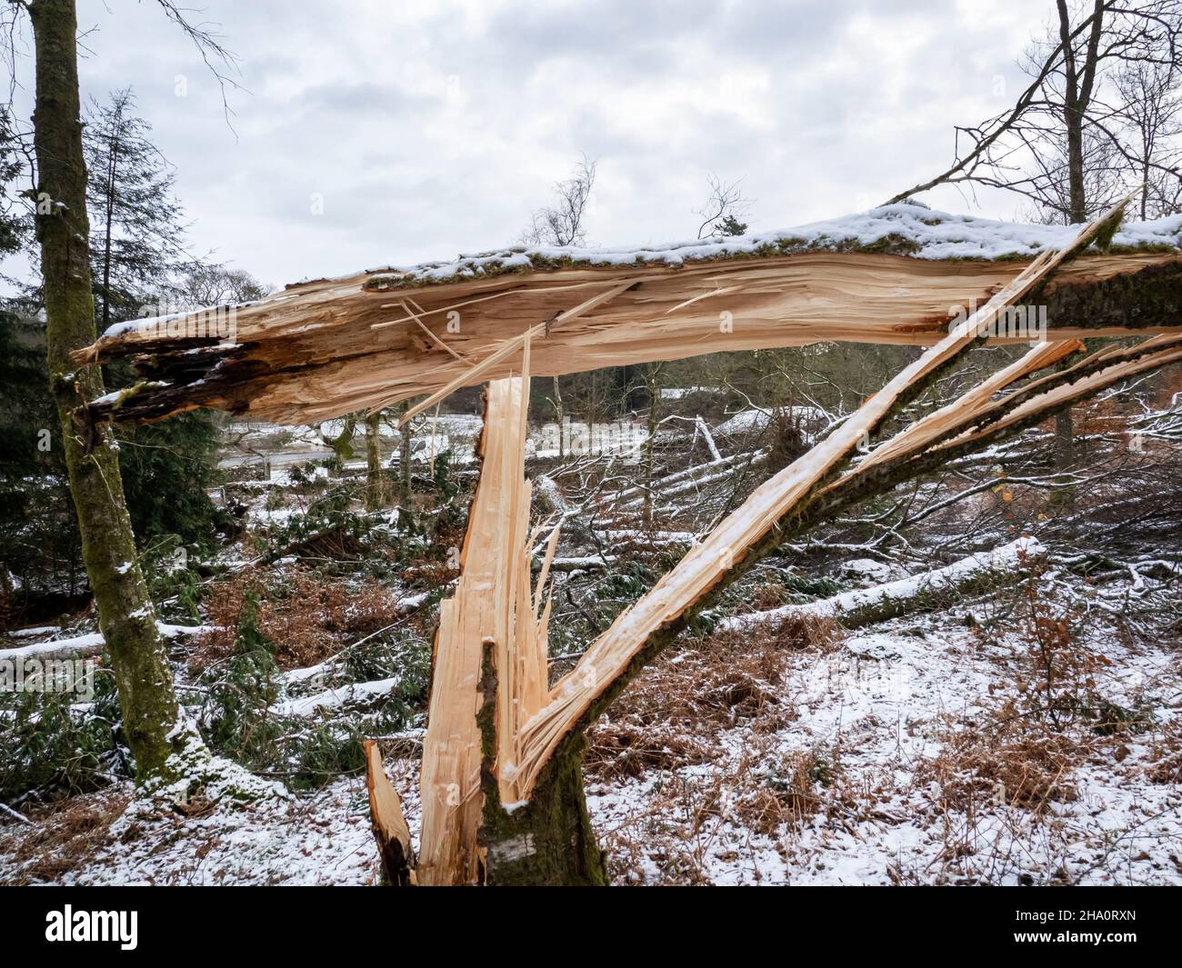 Trees blown over by Storm Arwen in Jiffy Knott woods, Ambleside, Lake ...