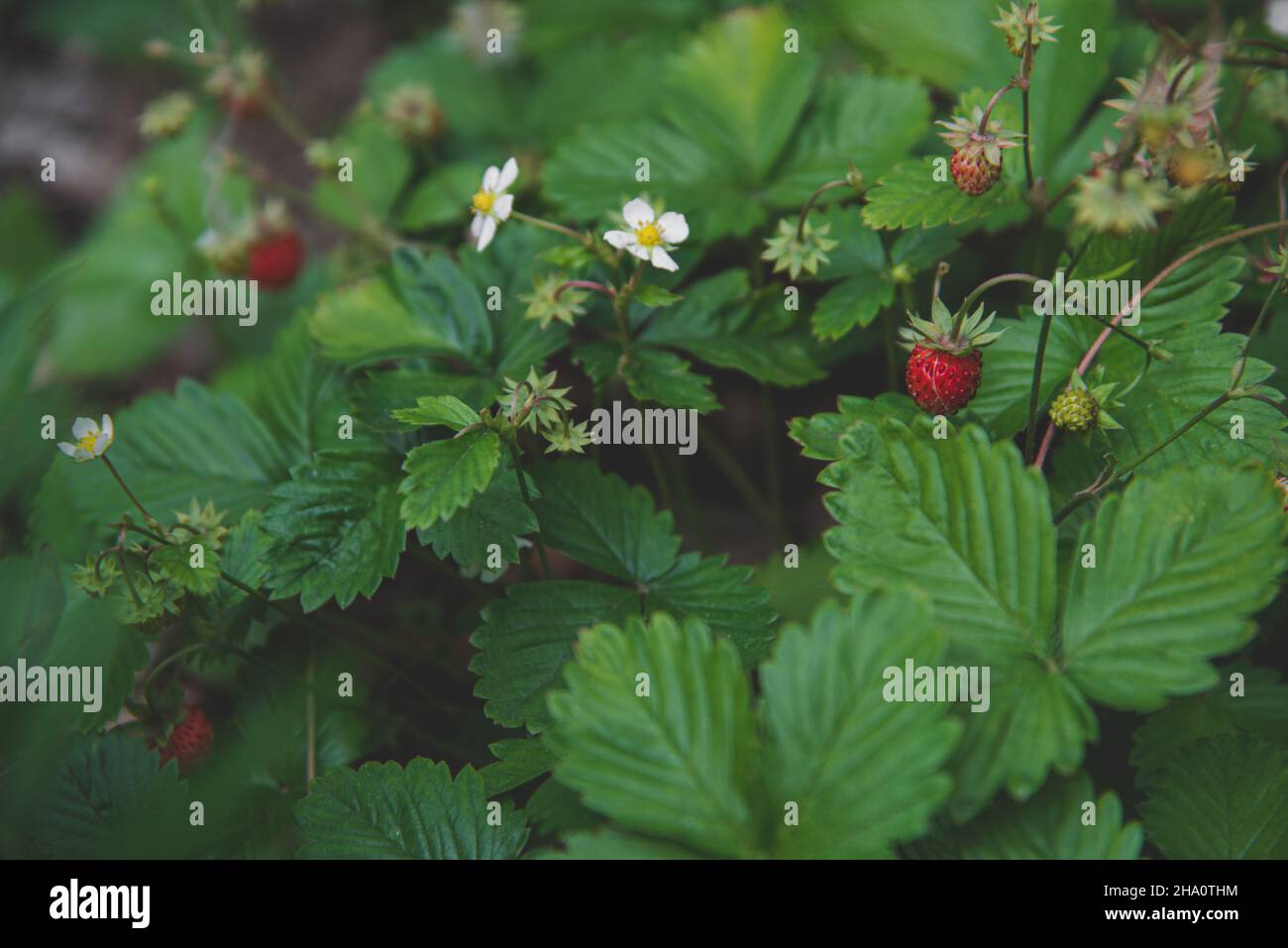 Wild strawberry in a dark forest Stock Photo - Alamy