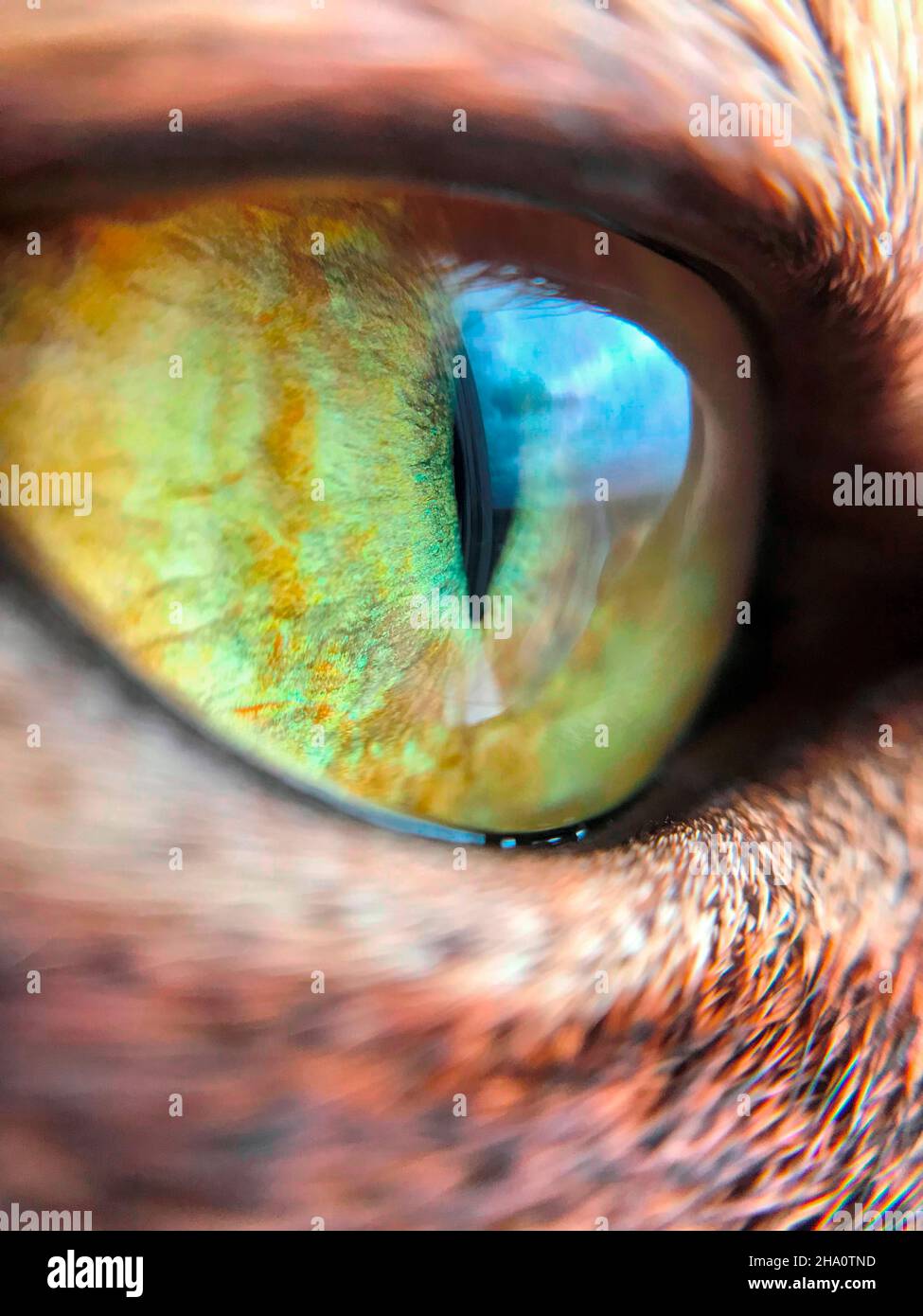 Pupil macro hi-res stock photography and images - Alamy