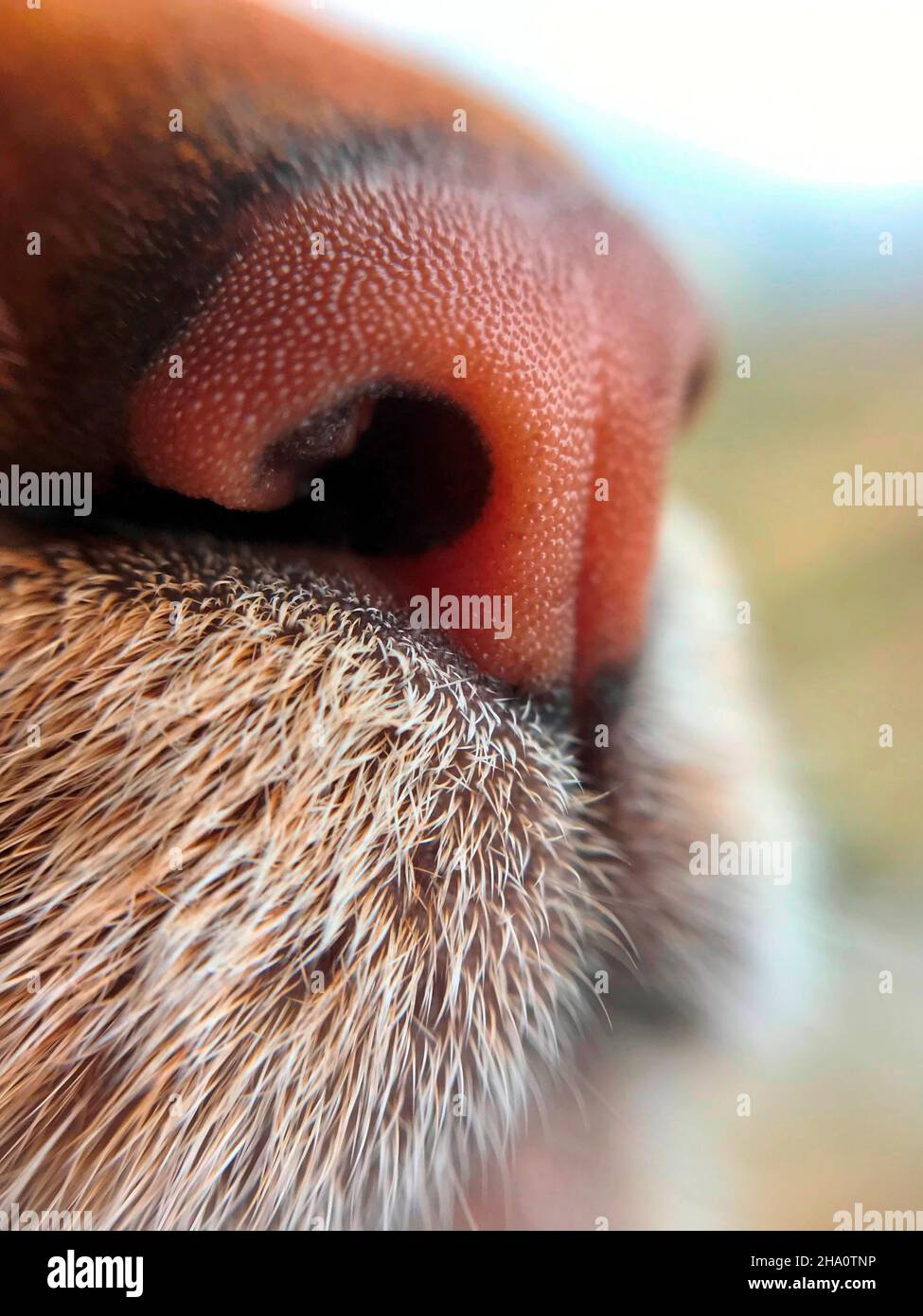 Pink nose hi-res stock photography and images - Alamy