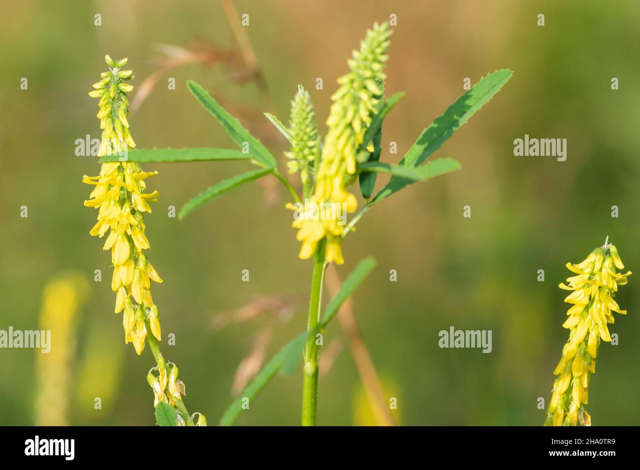 Close up of sweet yellow clover (melilotus officinalis) flowers in ...