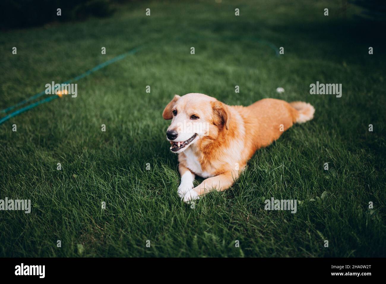Ginger style hi-res stock photography and images - Alamy