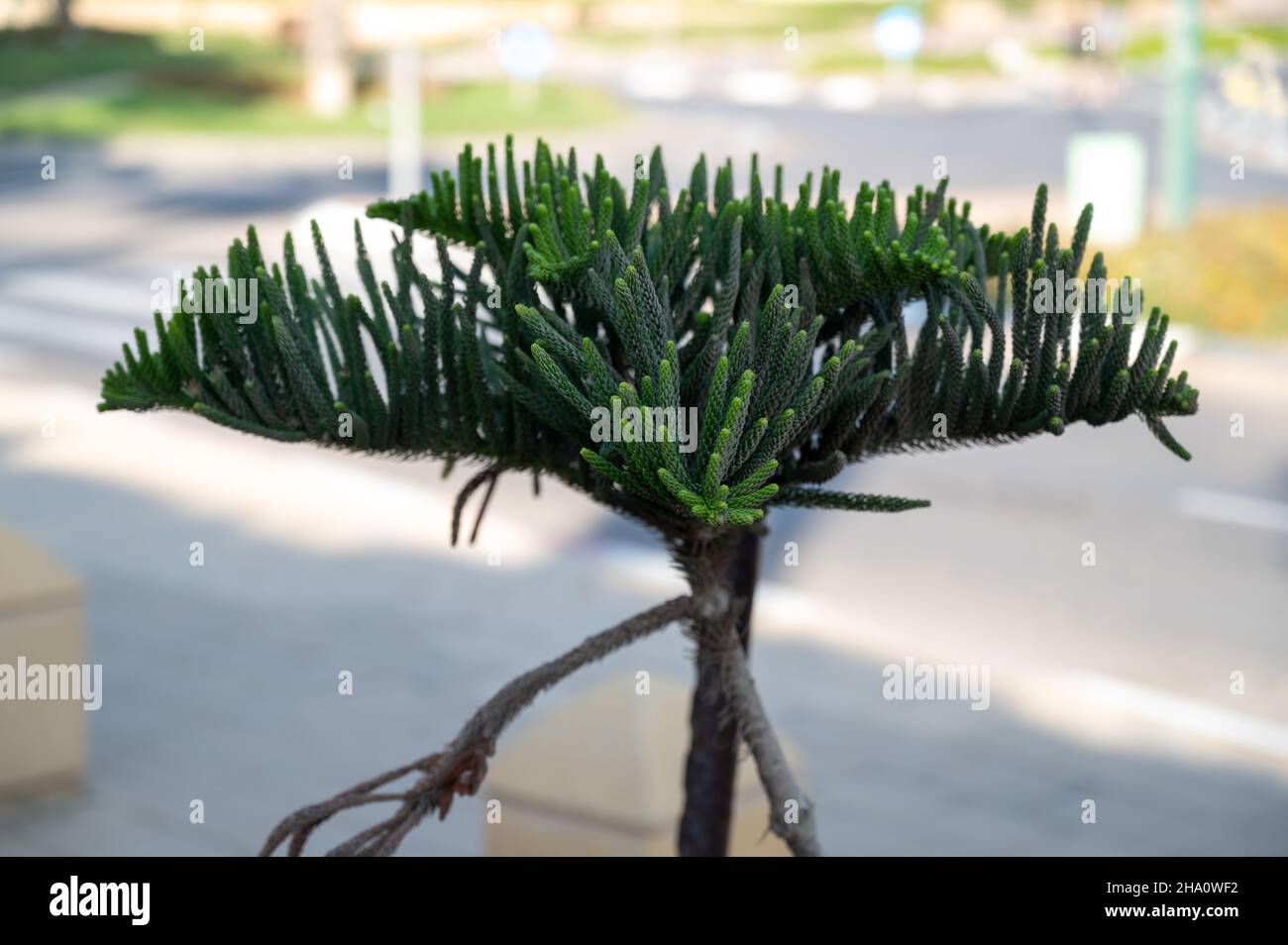 Star pine hi-res stock photography and images - Alamy