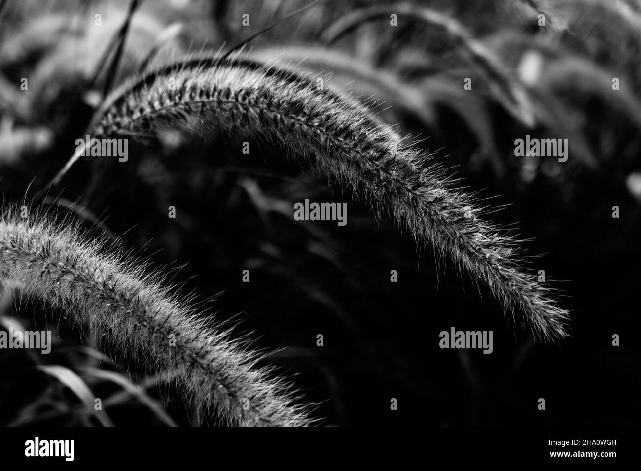 Beautiful black and white field of fountain grasses or Pennisetum ...