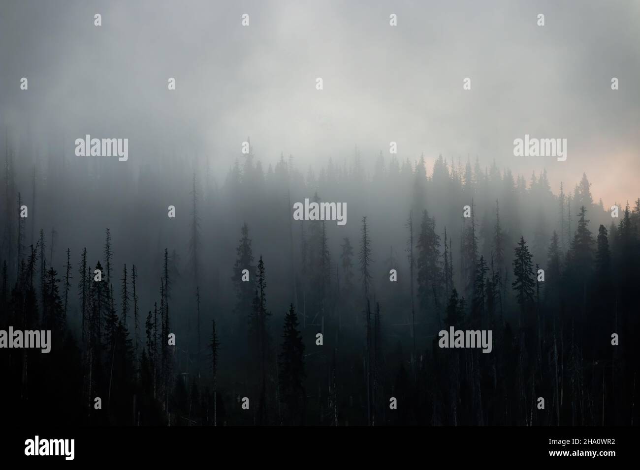 Dark forest in misterious mist in autumn morning Stock Photo - Alamy