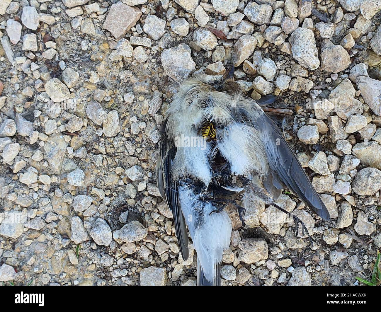 wasp nest inside dead bird Stock Photo - Alamy