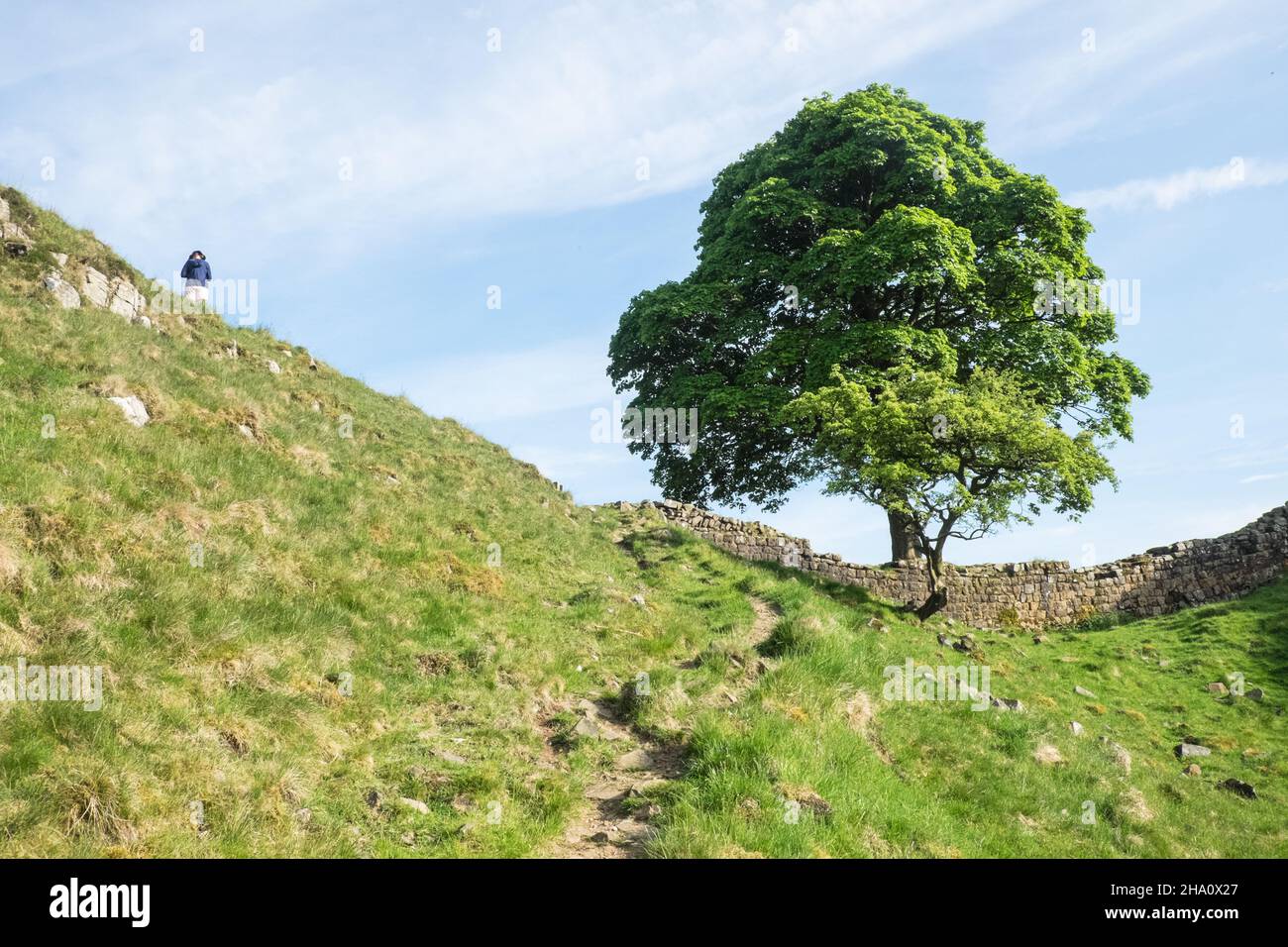 The Sycamore Gap Tree or Robin Hood Tree is a sycamore tree standing ...