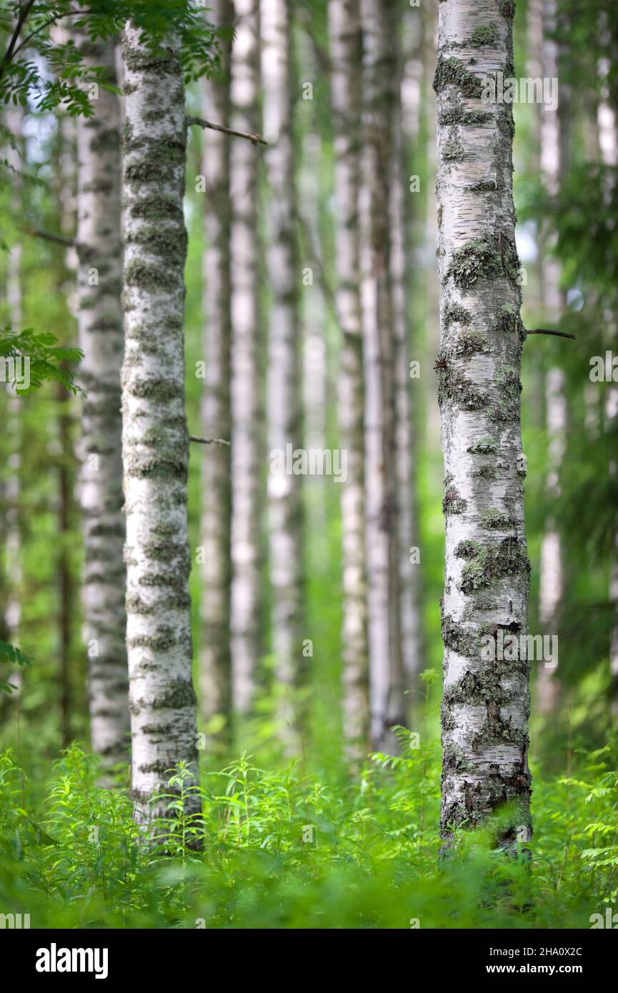 Birch tree (Betula pendula) forest in summer. Focus on foreground tree ...