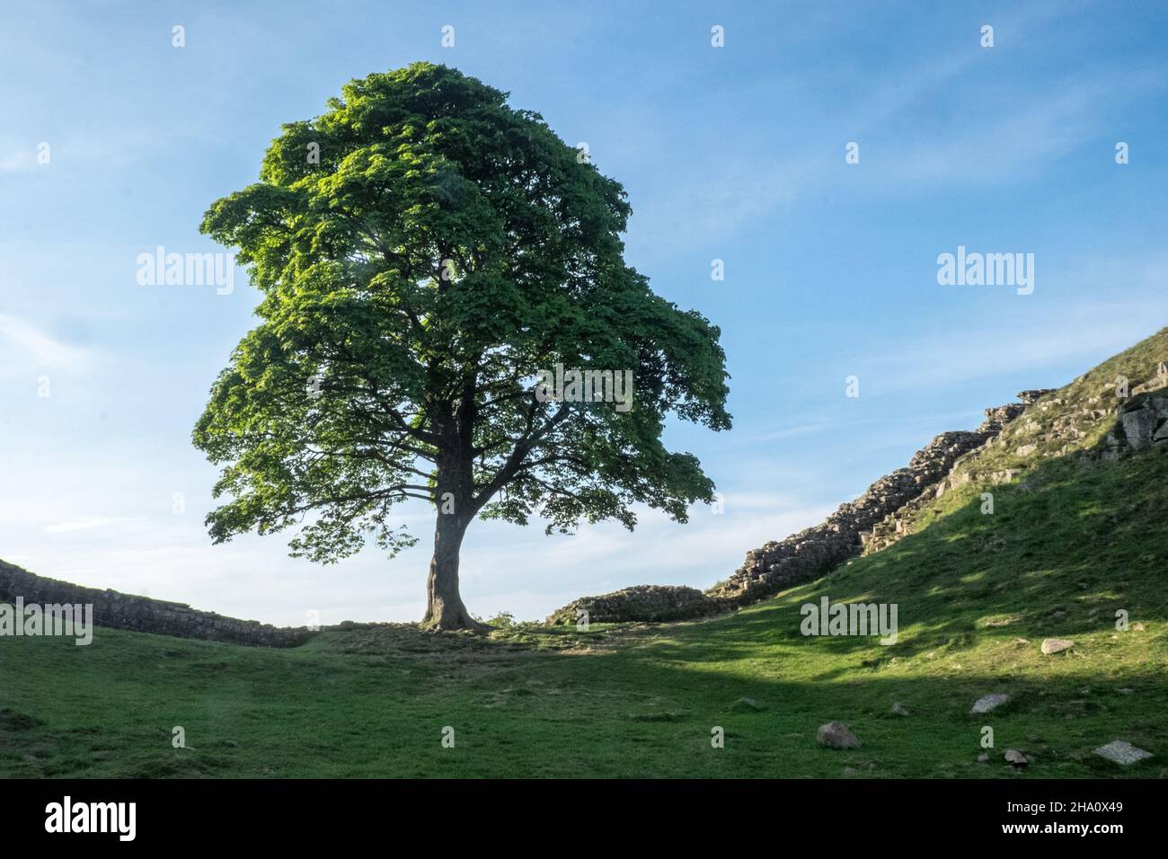 The Sycamore Gap Tree or Robin Hood Tree is a sycamore tree standing ...