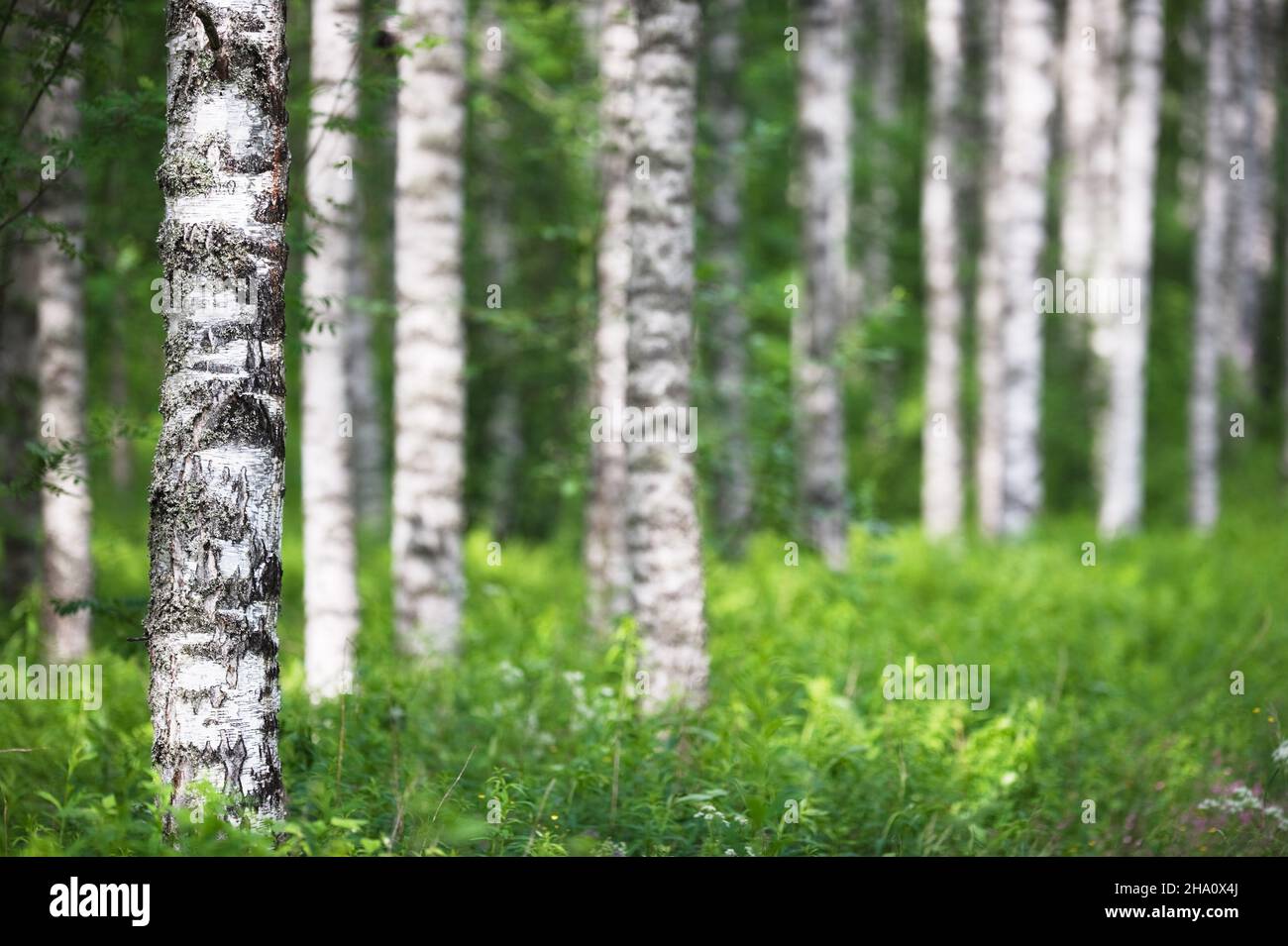 Birch tree (Betula pendula) forest in summer. Focus on foreground tree ...