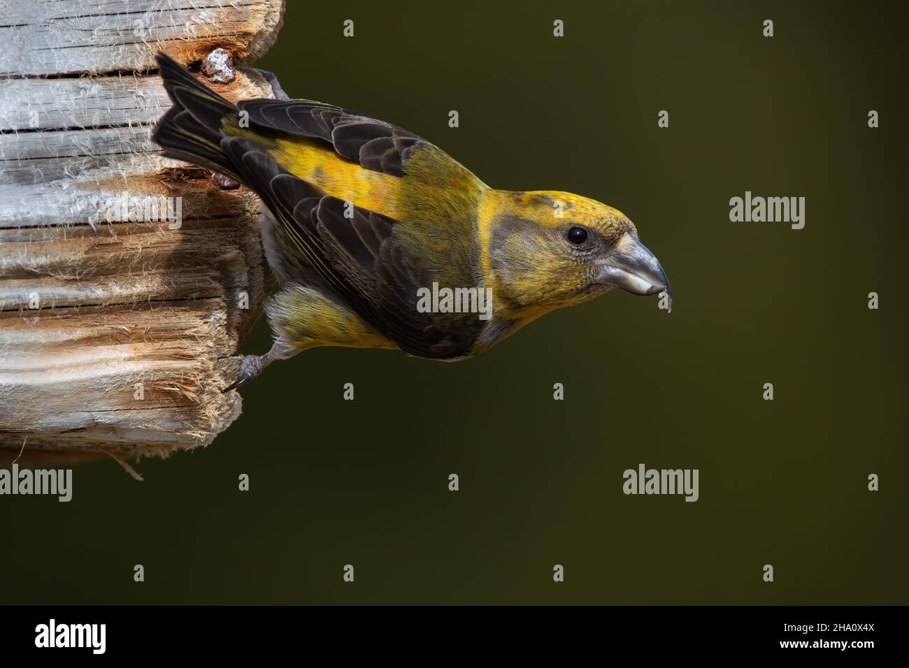Red common crossbill loxia hi-res stock photography and images - Alamy