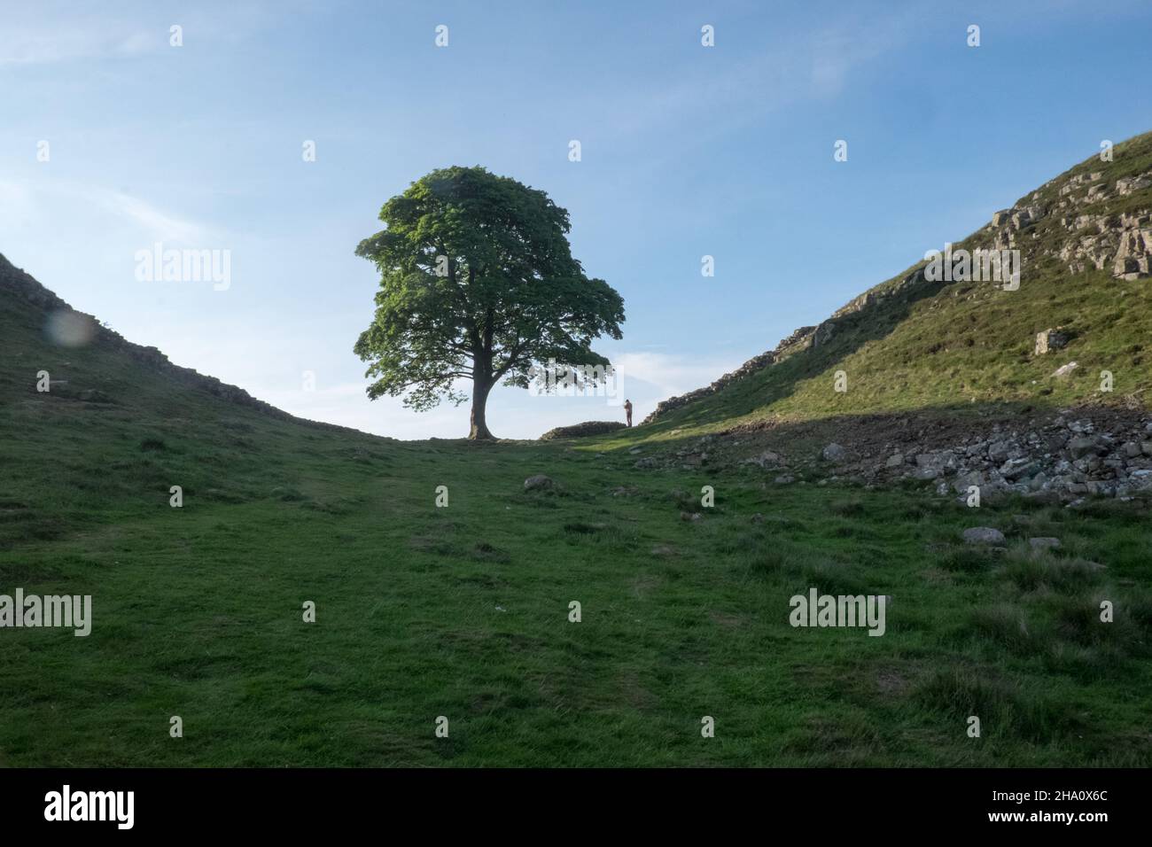 The Sycamore Gap Tree or Robin Hood Tree is a sycamore tree standing ...