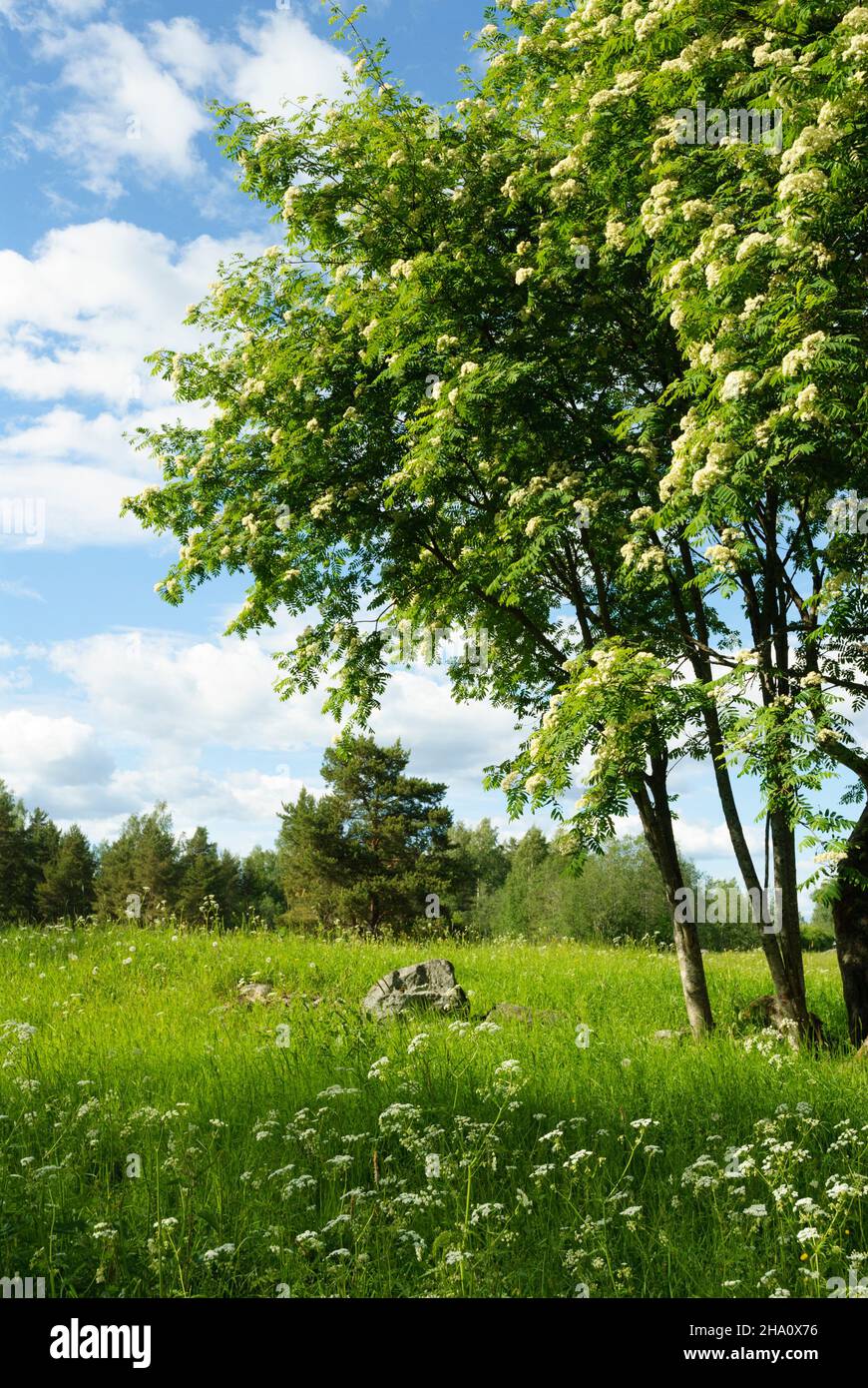 Rowan trees in bloom in the meadow Stock Photo - Alamy