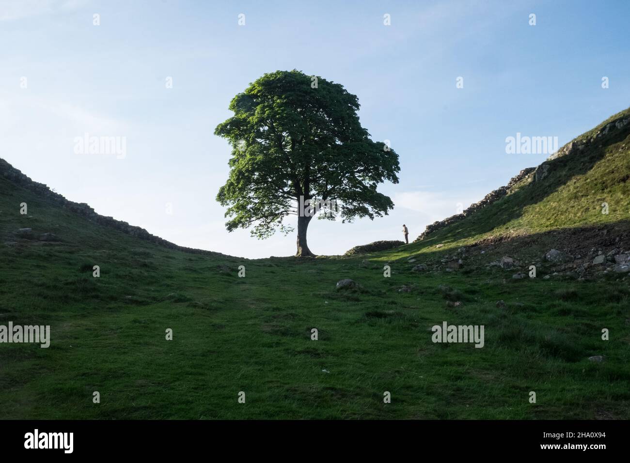 The Sycamore Gap Tree or Robin Hood Tree is a sycamore tree standing ...