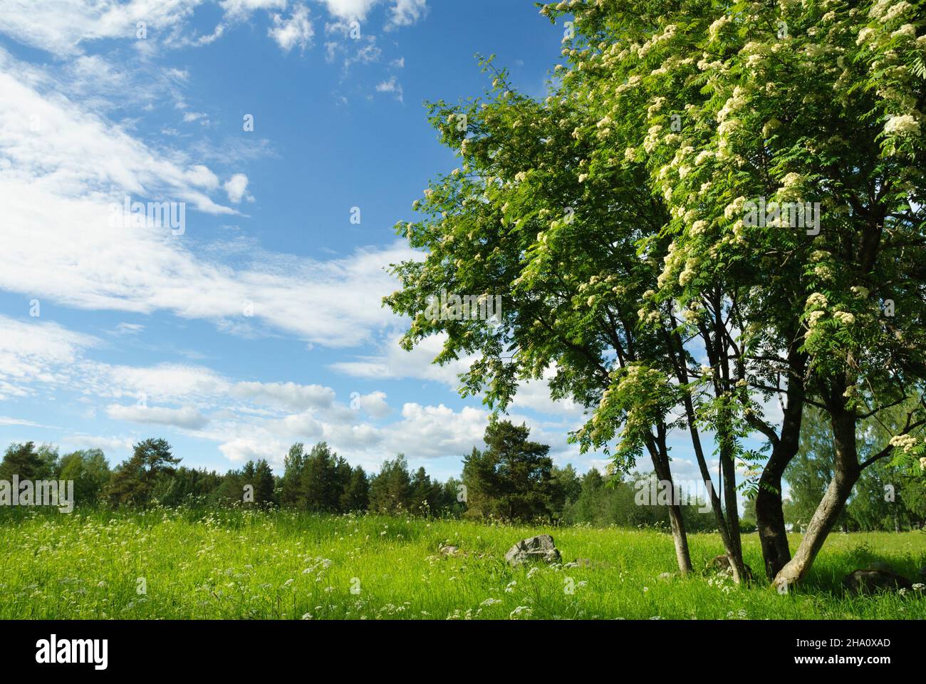 Rowan trees in bloom in the meadow Stock Photo - Alamy