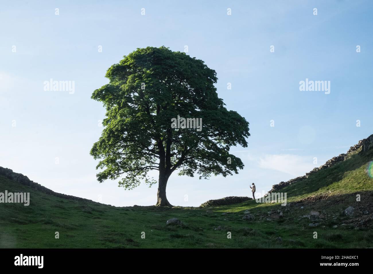 The Sycamore Gap Tree or Robin Hood Tree is a sycamore tree standing ...