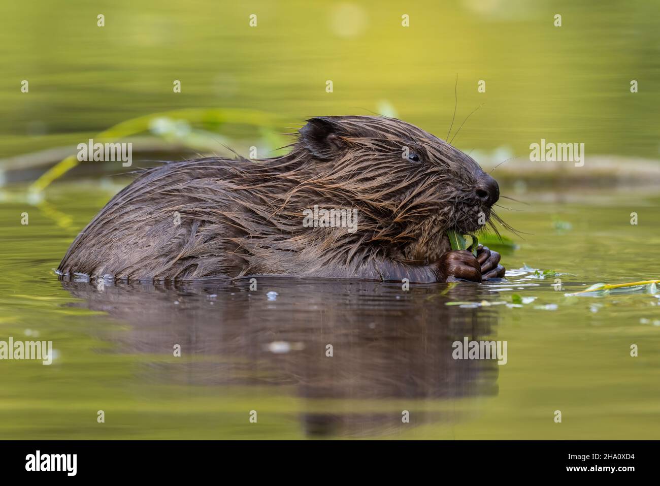 Eurasian beaver biting leaves in green water in spring Stock Photo - Alamy