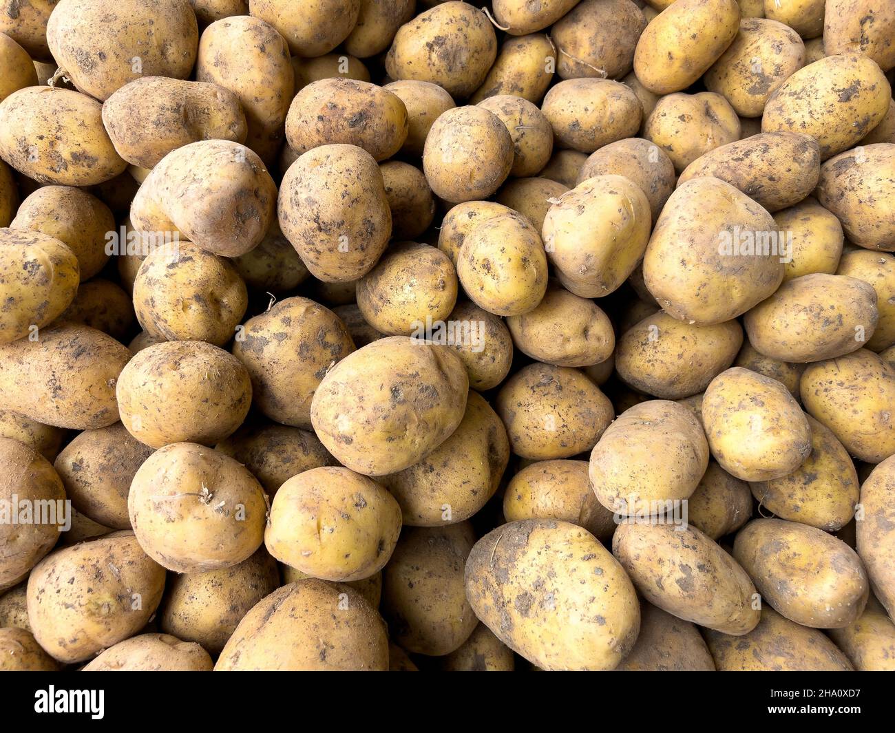 Potatoes stacked on counter hi-res stock photography and images - Alamy