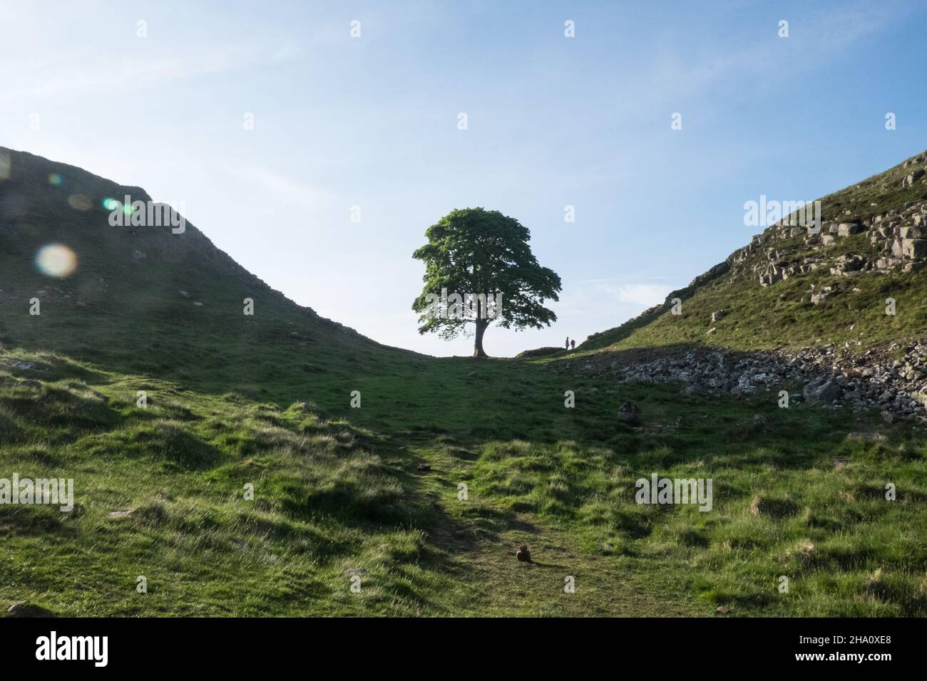 The Sycamore Gap Tree or Robin Hood Tree is a sycamore tree standing ...