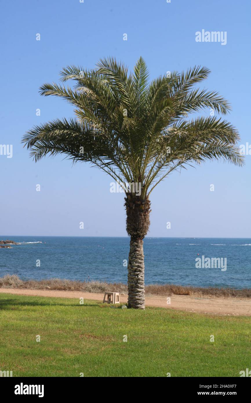 Palm Tree in Paphos, Cyprus Stock Photo - Alamy