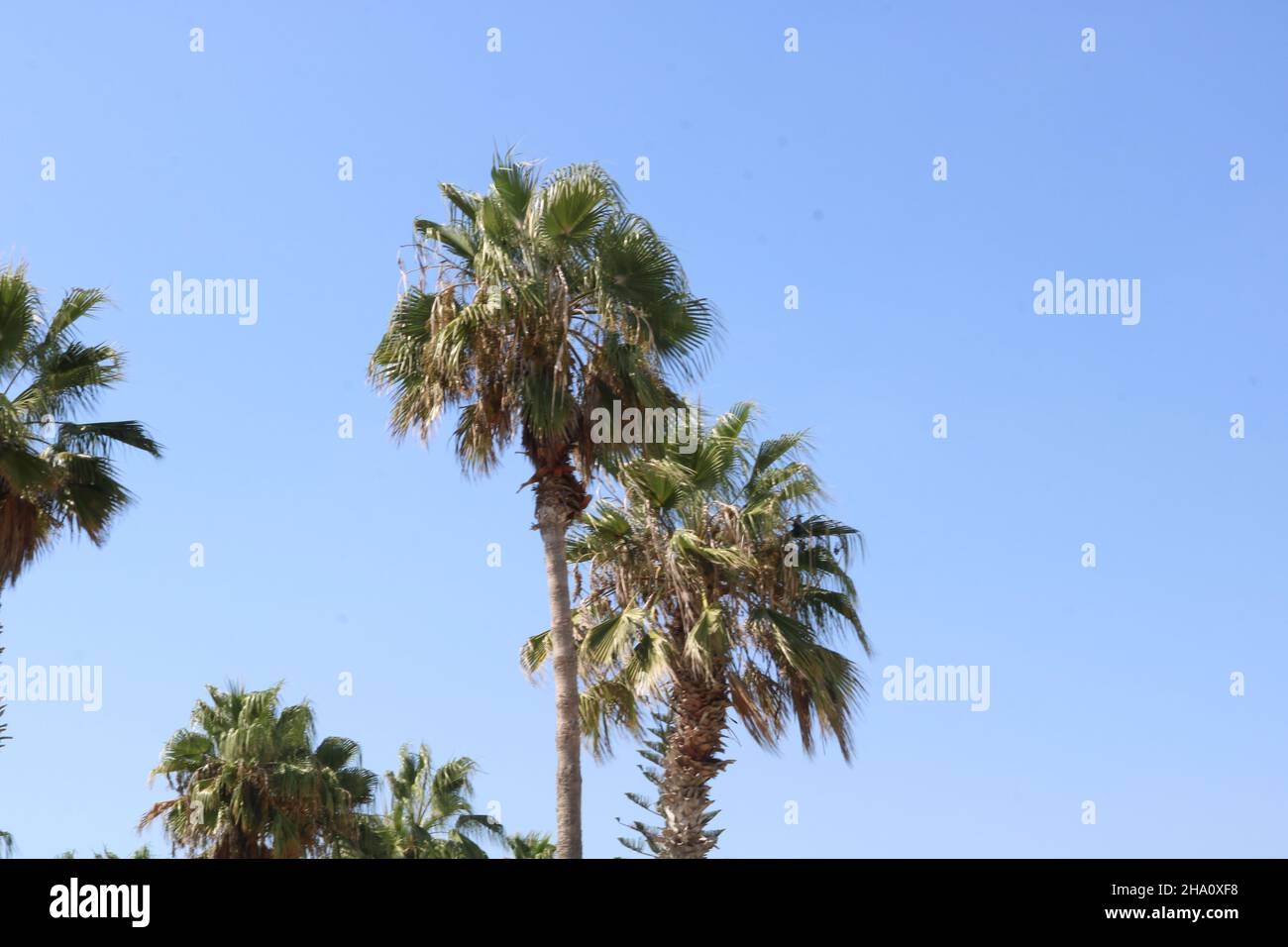 Palm Trees in Cyprus Stock Photo - Alamy