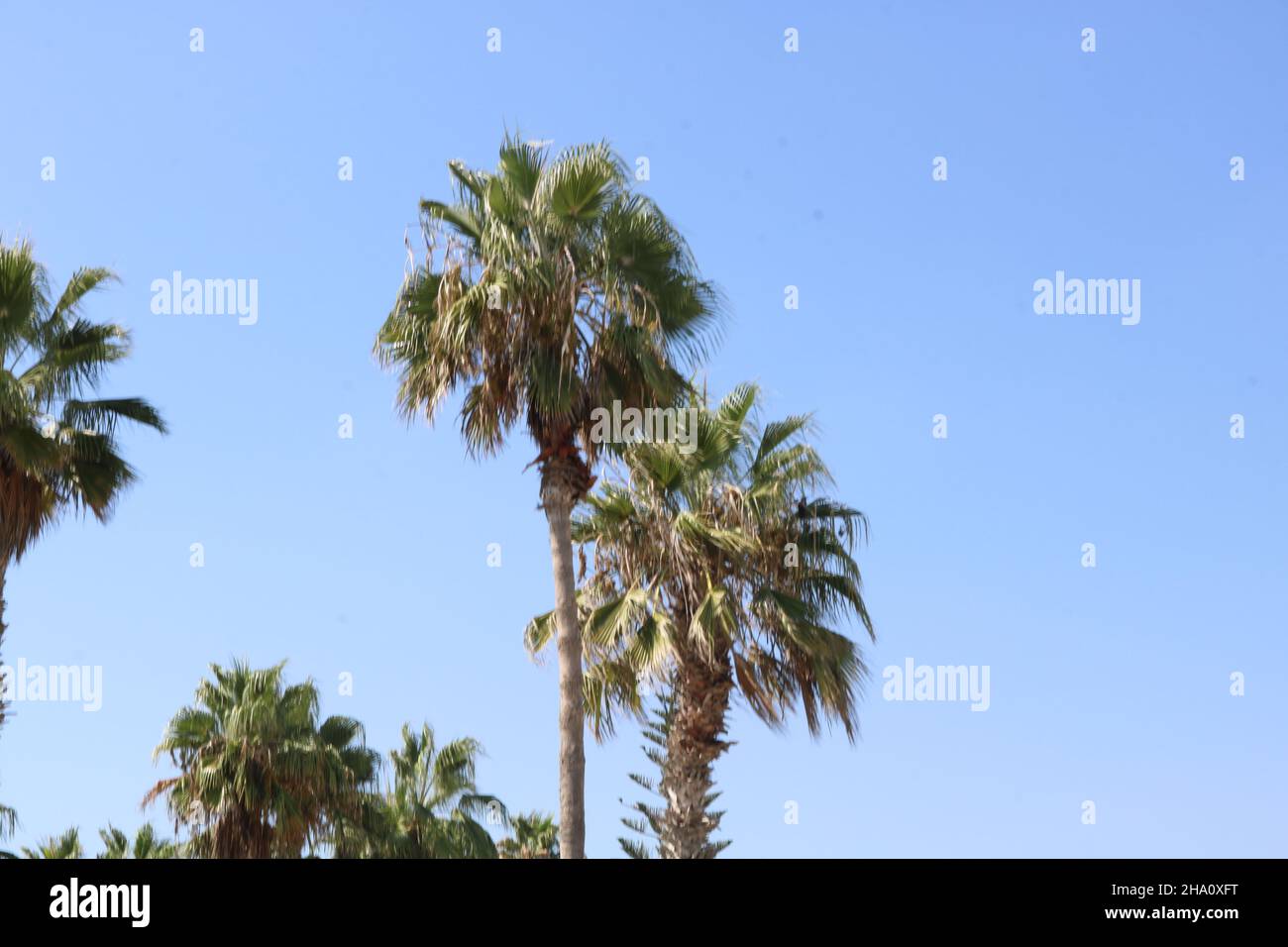 Palm trees in Cyprus Stock Photo - Alamy