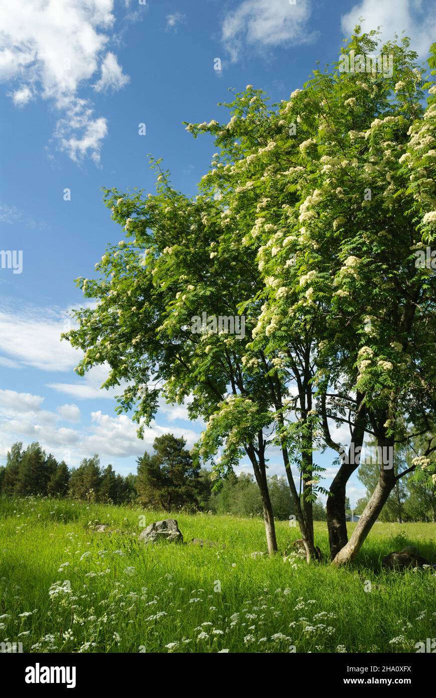 Rowan trees in bloom in the meadow Stock Photo - Alamy