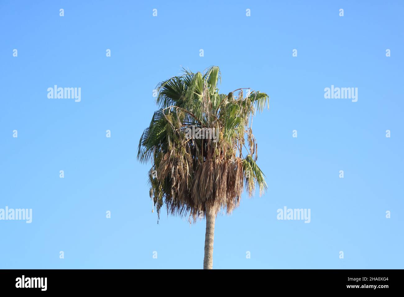 Palm Tree in Cyprus Stock Photo - Alamy