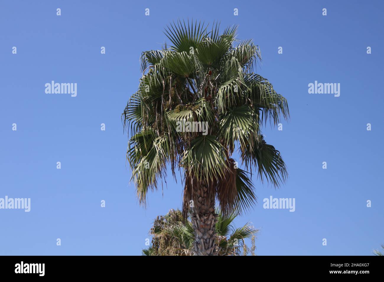 Palm Trees in Cyprus Stock Photo - Alamy