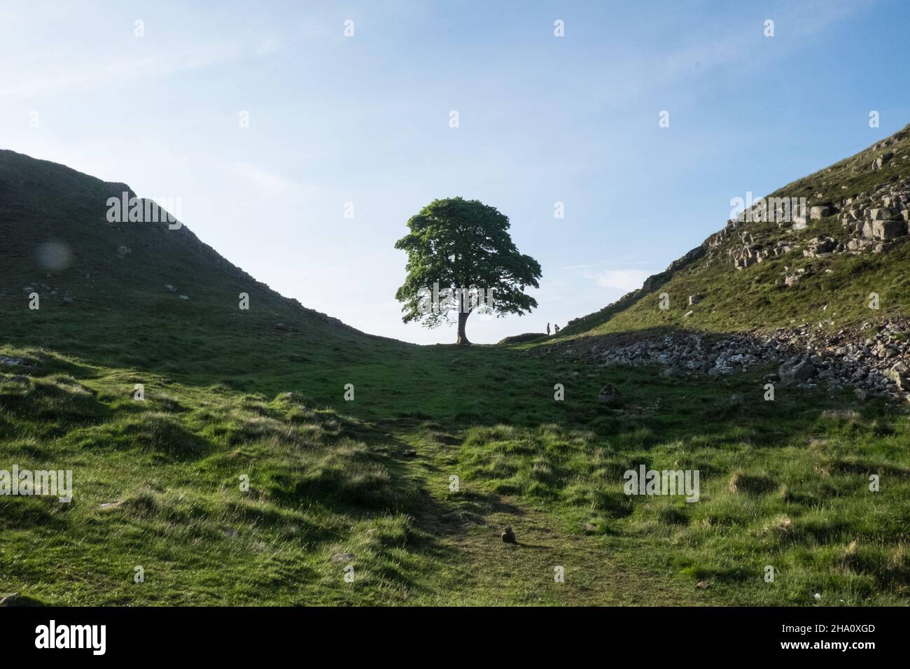 The Sycamore Gap Tree or Robin Hood Tree is a sycamore tree standing ...