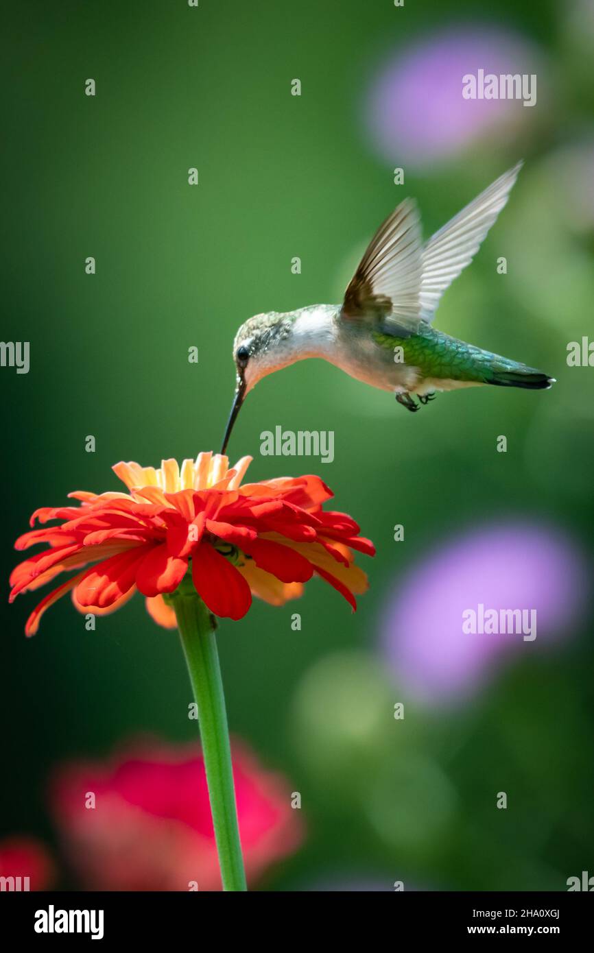 Avian pollinator hi-res stock photography and images - Alamy