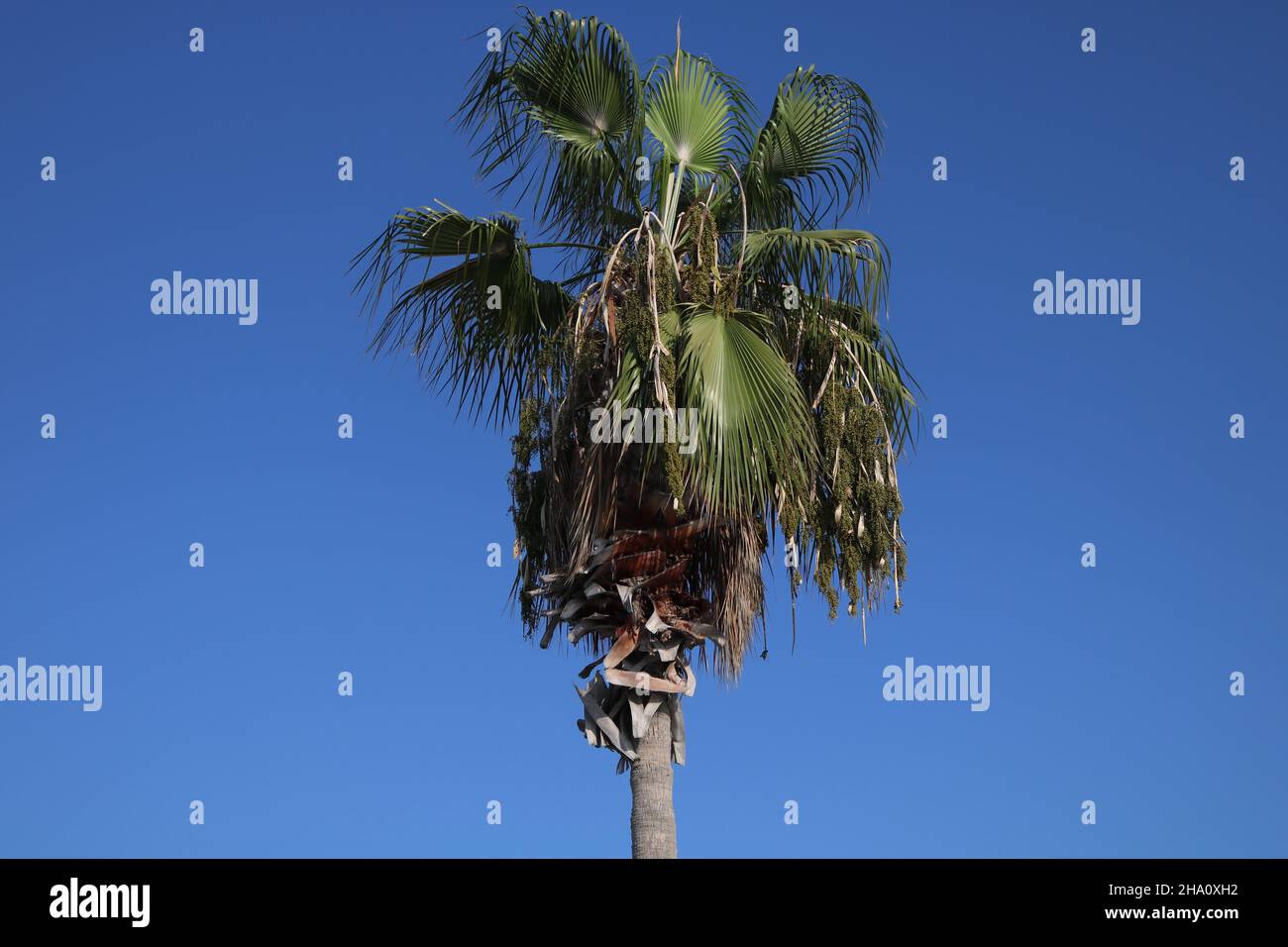 Palm tree in Cyprus Stock Photo - Alamy