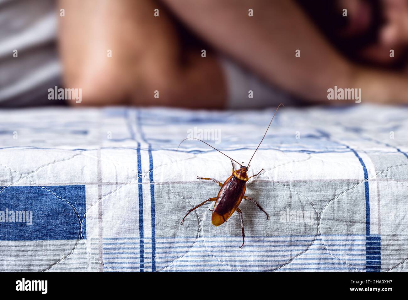 cockroach climbing on a bed, man sleeping in the background, insect ...