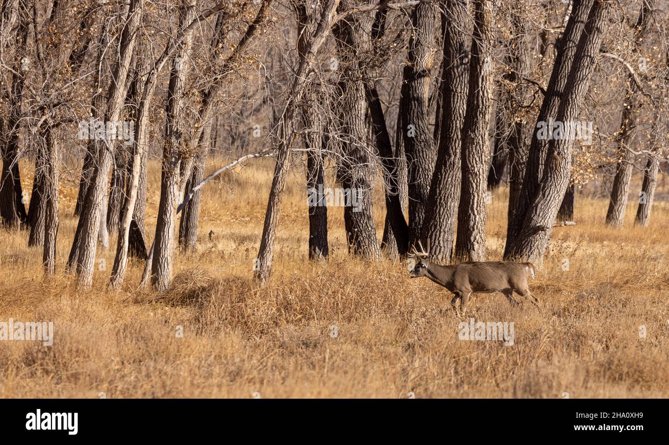 Buck Whitetail Deer in Rut in Colorado in Autumn Stock Photo - Alamy